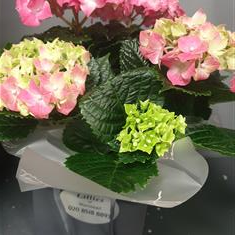 Online Shop - Lillies of Wanstead Florist