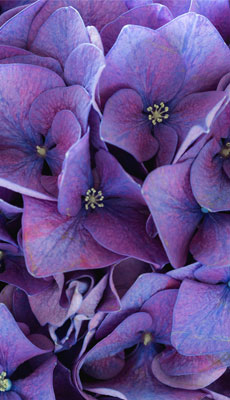 Lillies of Wanstead Florist Order Online or 020 8518 8893